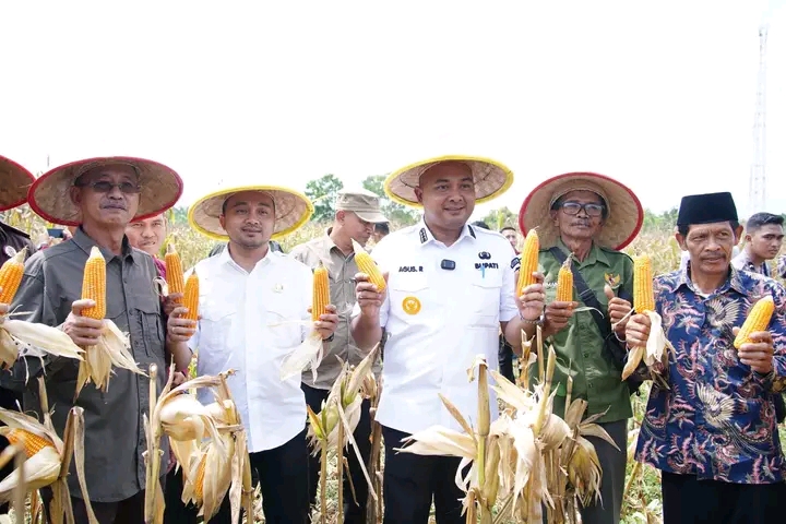 "Panen Raya Jagung Serentak Kuartal II Tahun 2025, Bupati Tebo: Kita Harus Tingkatkan Produksi ...